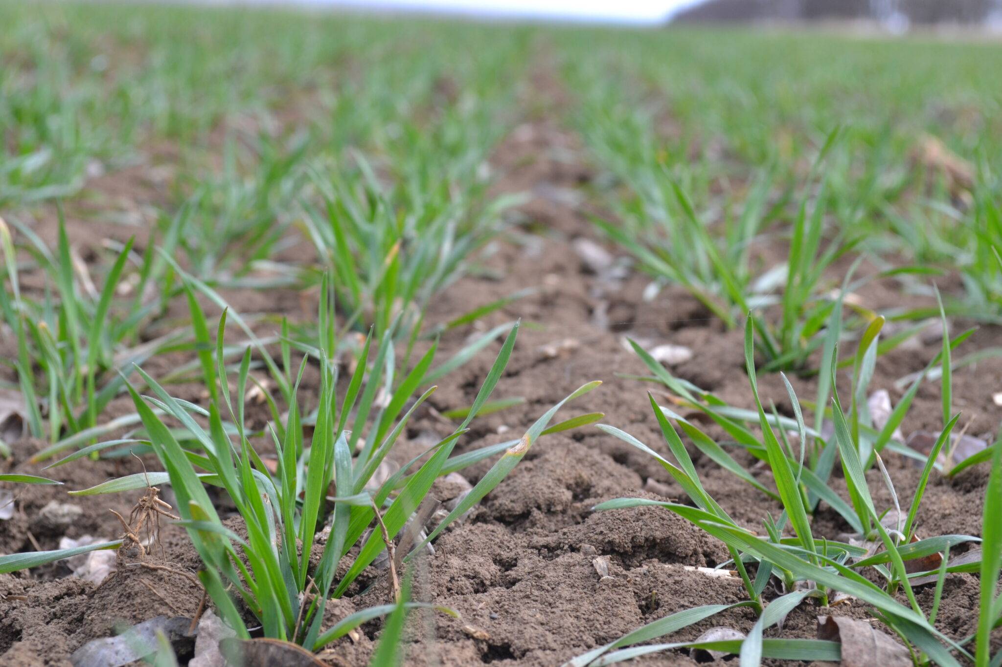 Jarné aplikácie v pšenici ozimnej — BELBA PLUS