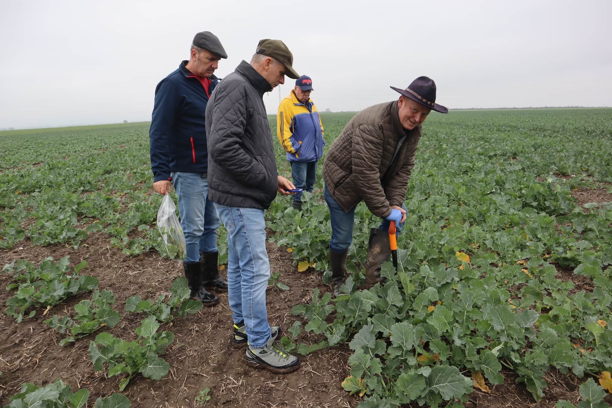 Stratégia morforegulácie repky ozimnej spoločnosťou BELBA PLUS — BELBA PLUS